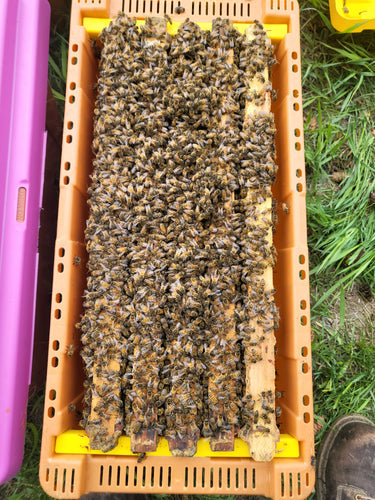 Package Bees vs. Nucs – Worker and Hive Bee Supply