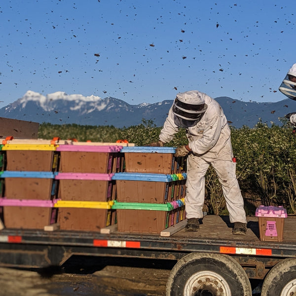 Pro-Nuc Box – Worker and Hive Bee Supply